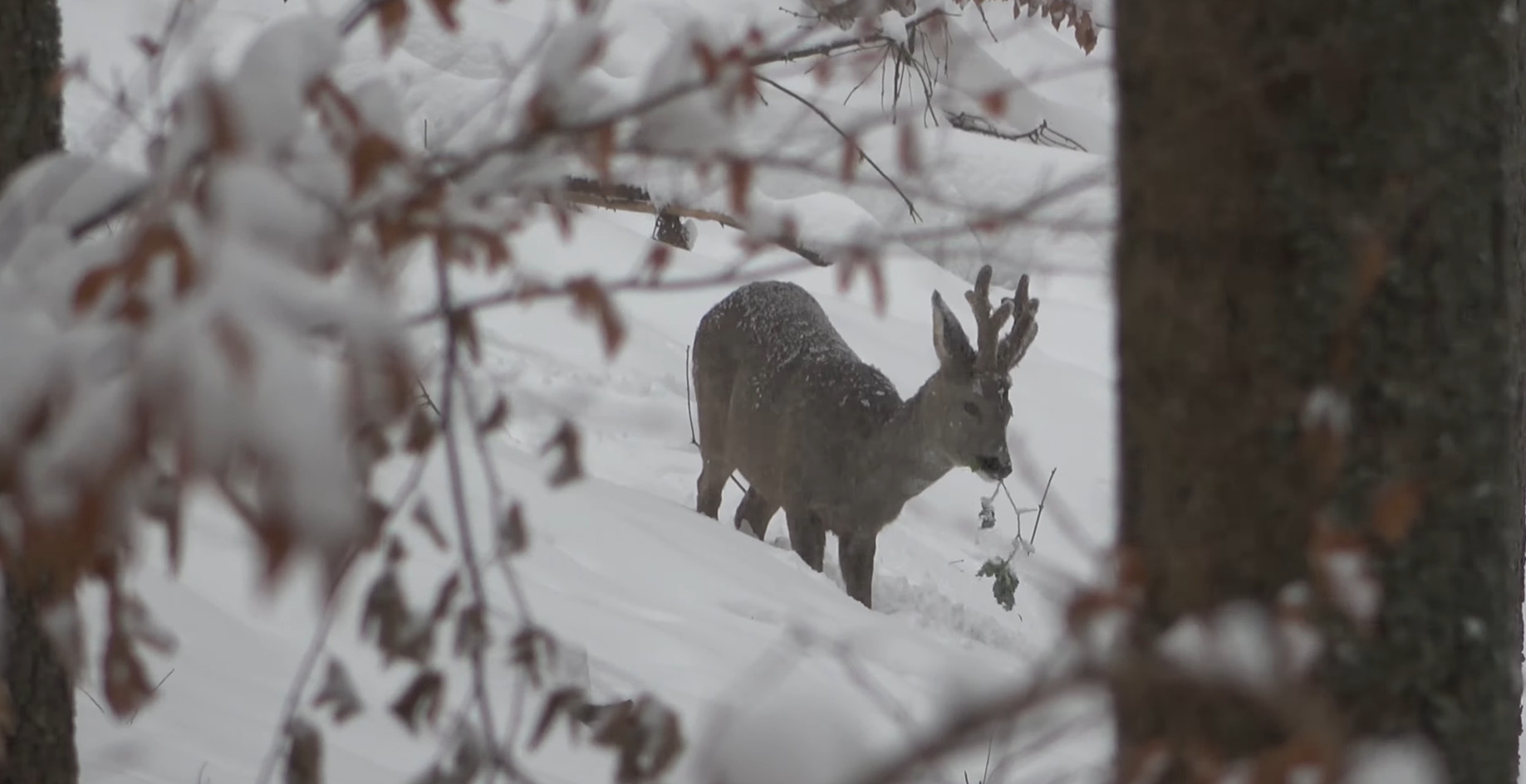 BASM, Natura ne oferă cele mai frumoase imagini. VIDEO